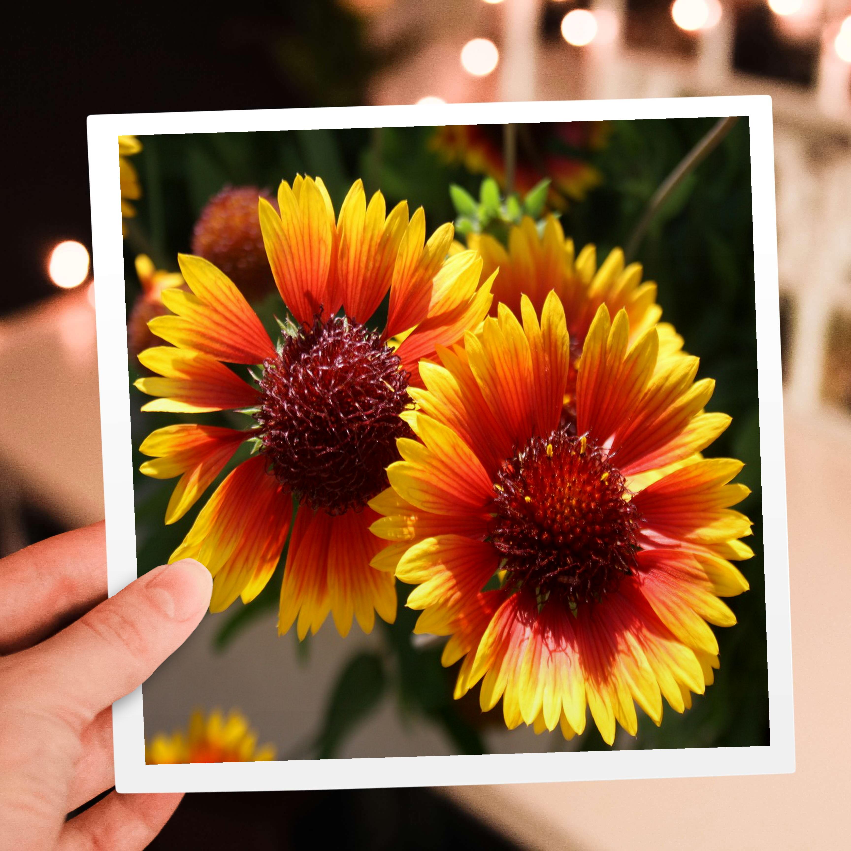 3dRose, Gaillardia Flowers, Greeting Card